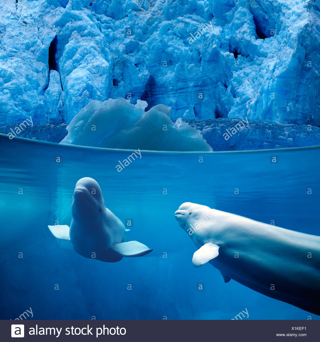 Underwater View Beluga Whale High Resolution Stock Photography and ...
