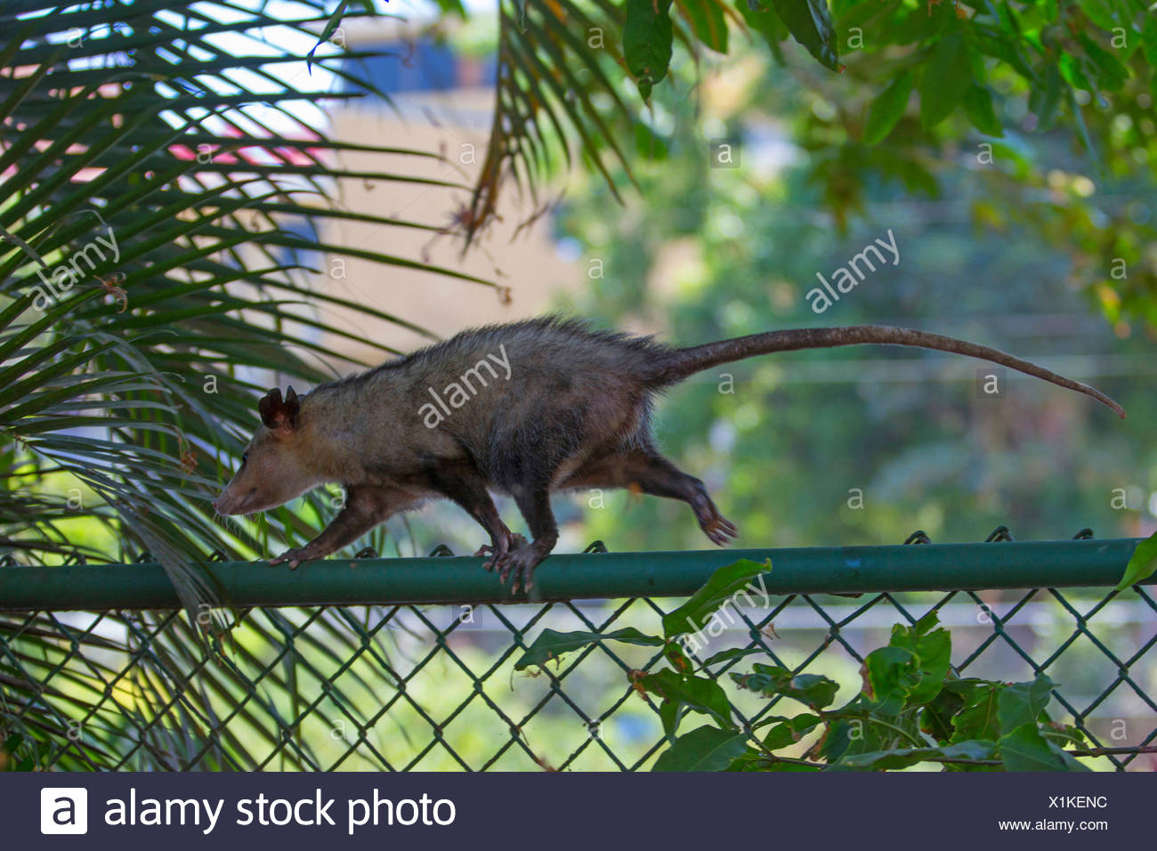 Southern Opossum High Resolution Stock Photography and Images - Alamy
