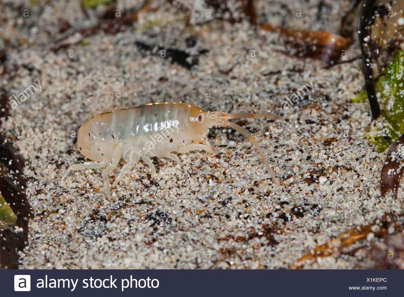 Sandhopper Talitrus Saltator High Resolution Stock Photography and ...