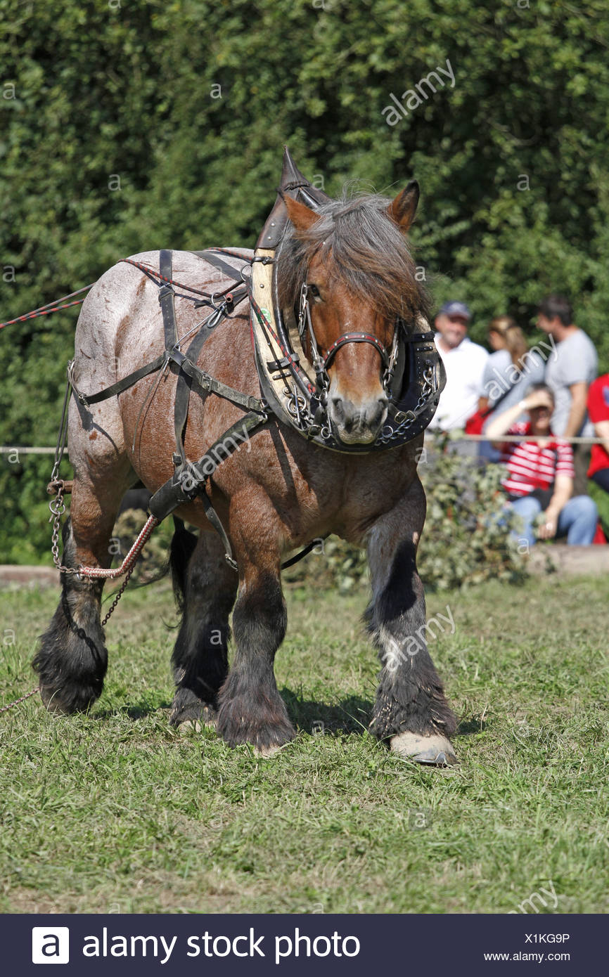 Carthorse High Resolution Stock Photography and Images - Alamy