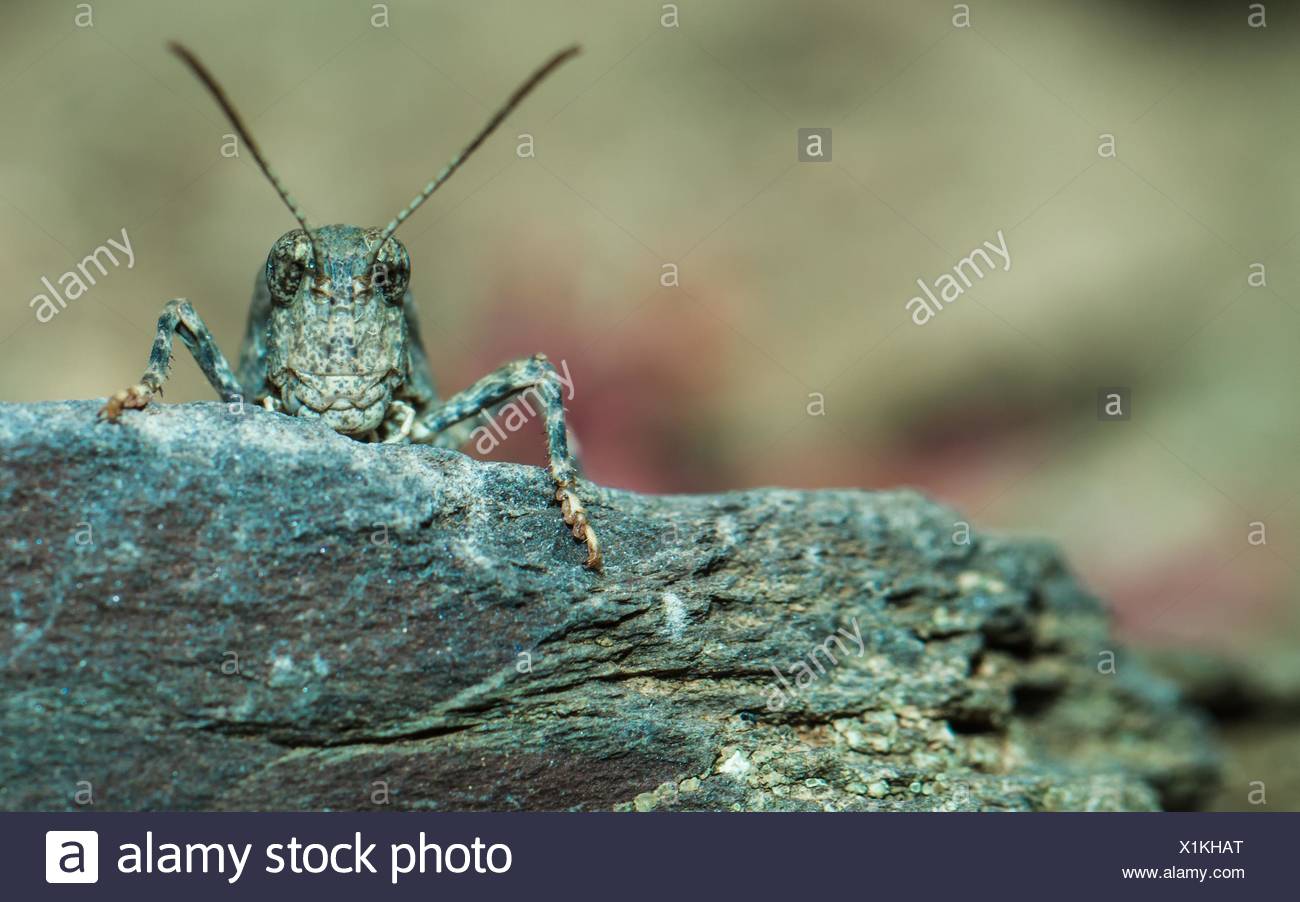 Feelers High Resolution Stock Photography and Images - Alamy
