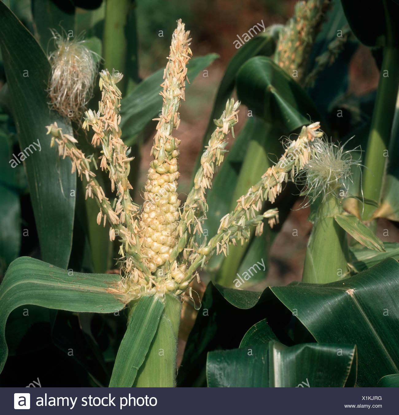 Malformed Corn High Resolution Stock Photography and Images - Alamy
