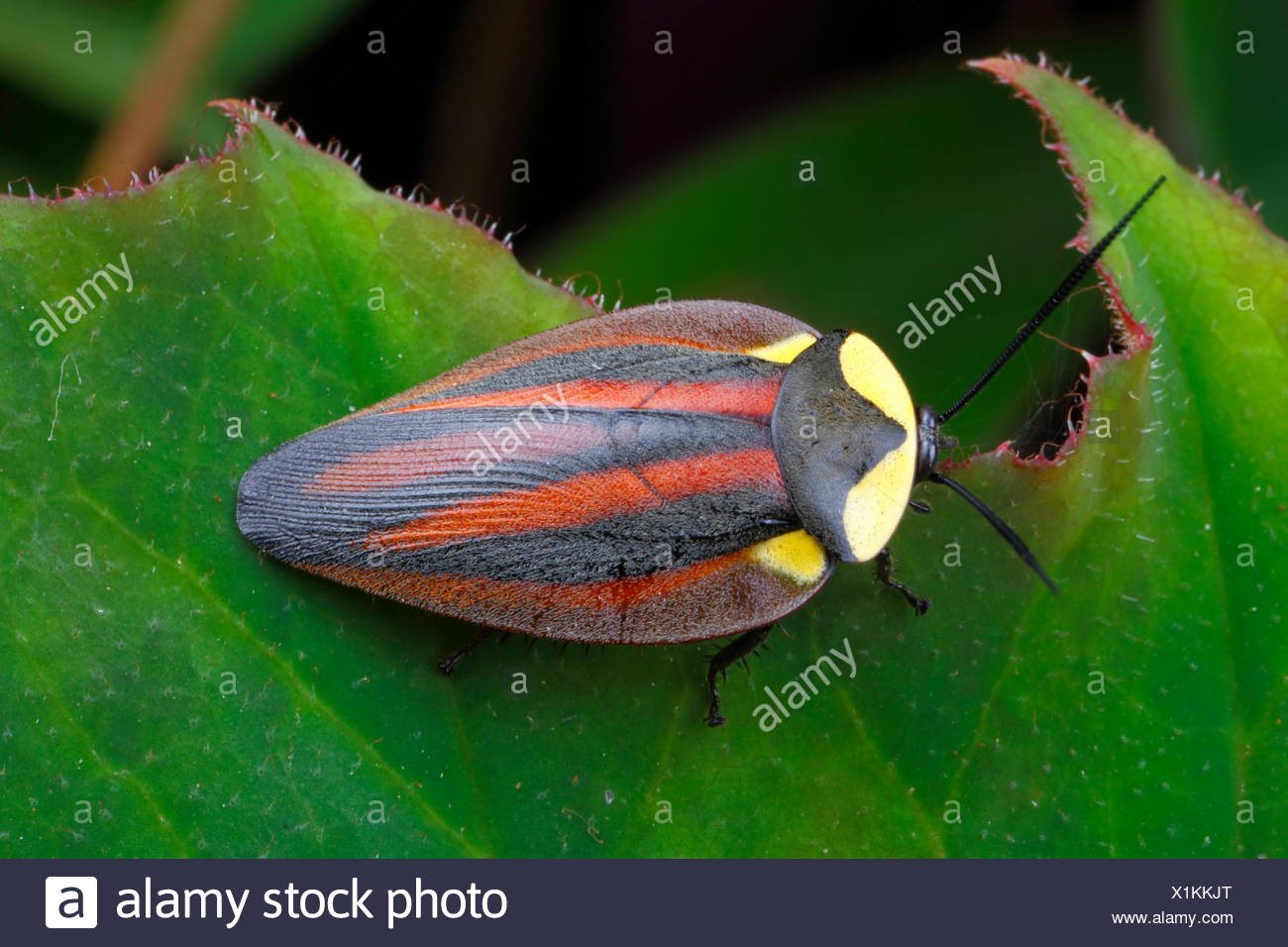 Forest Cockroach High Resolution Stock Photography and Images - Alamy
