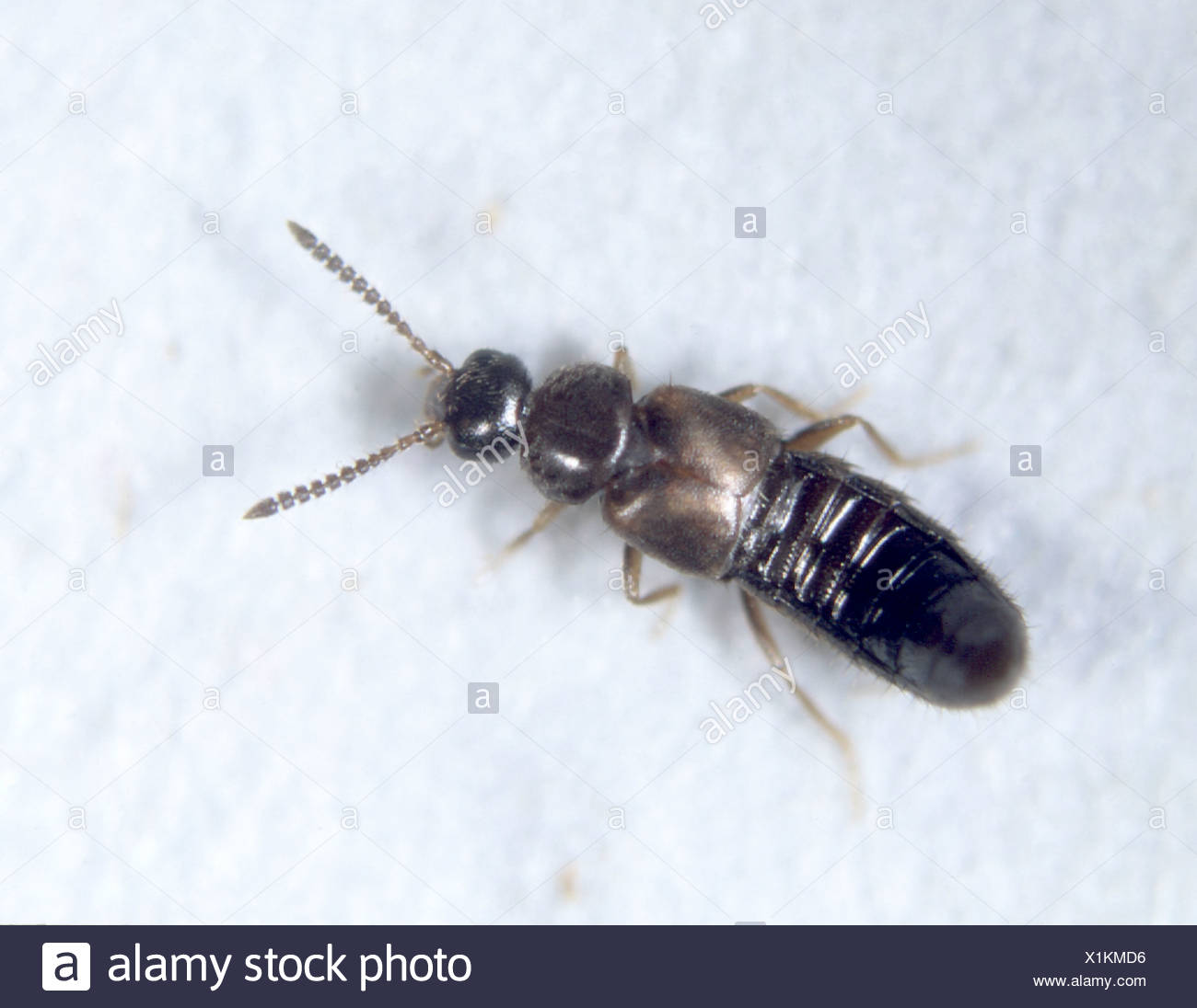 Bradysia Stock Photos & Bradysia Stock Images - Alamy