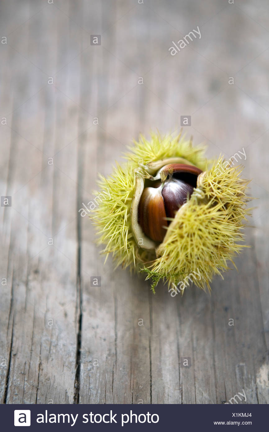 Chestnut Bur Stock Photos & Chestnut Bur Stock Images - Alamy