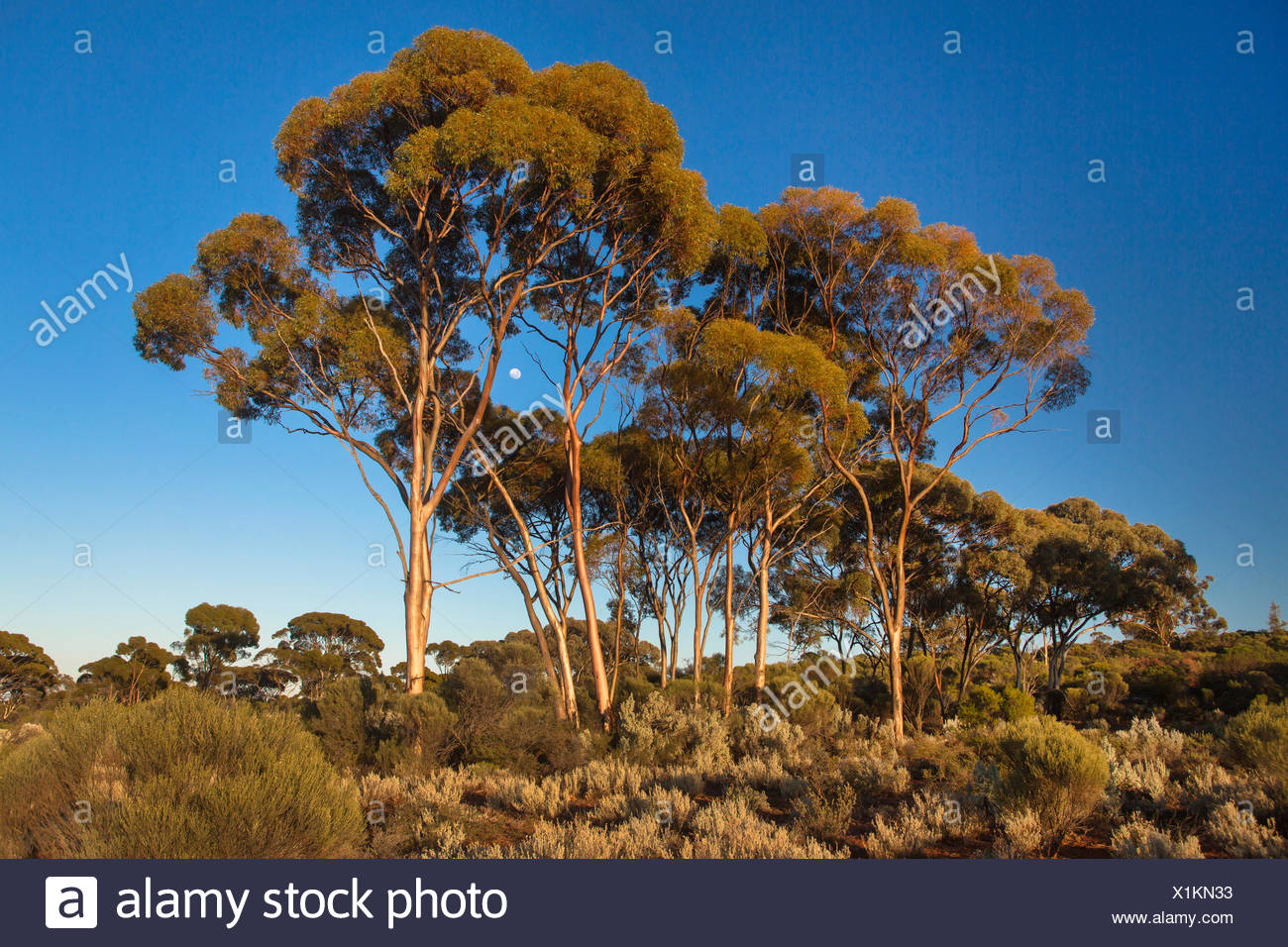 Eucalyptus Trees Australia High Resolution Stock Photography and Images ...