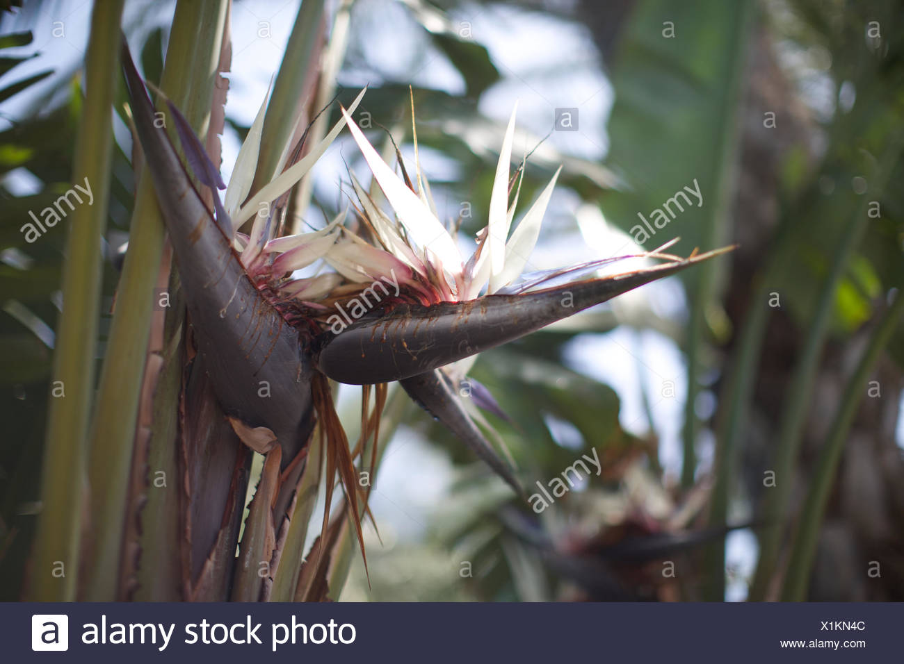 Dried Palm Tree Leaf High Resolution Stock Photography and Images - Alamy
