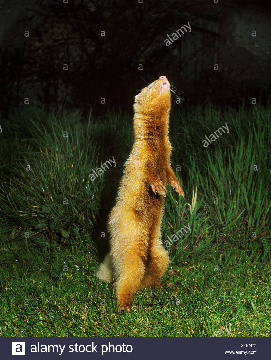 Mustela Putorius Furo Animal Stock Photos & Mustela Putorius Furo ...