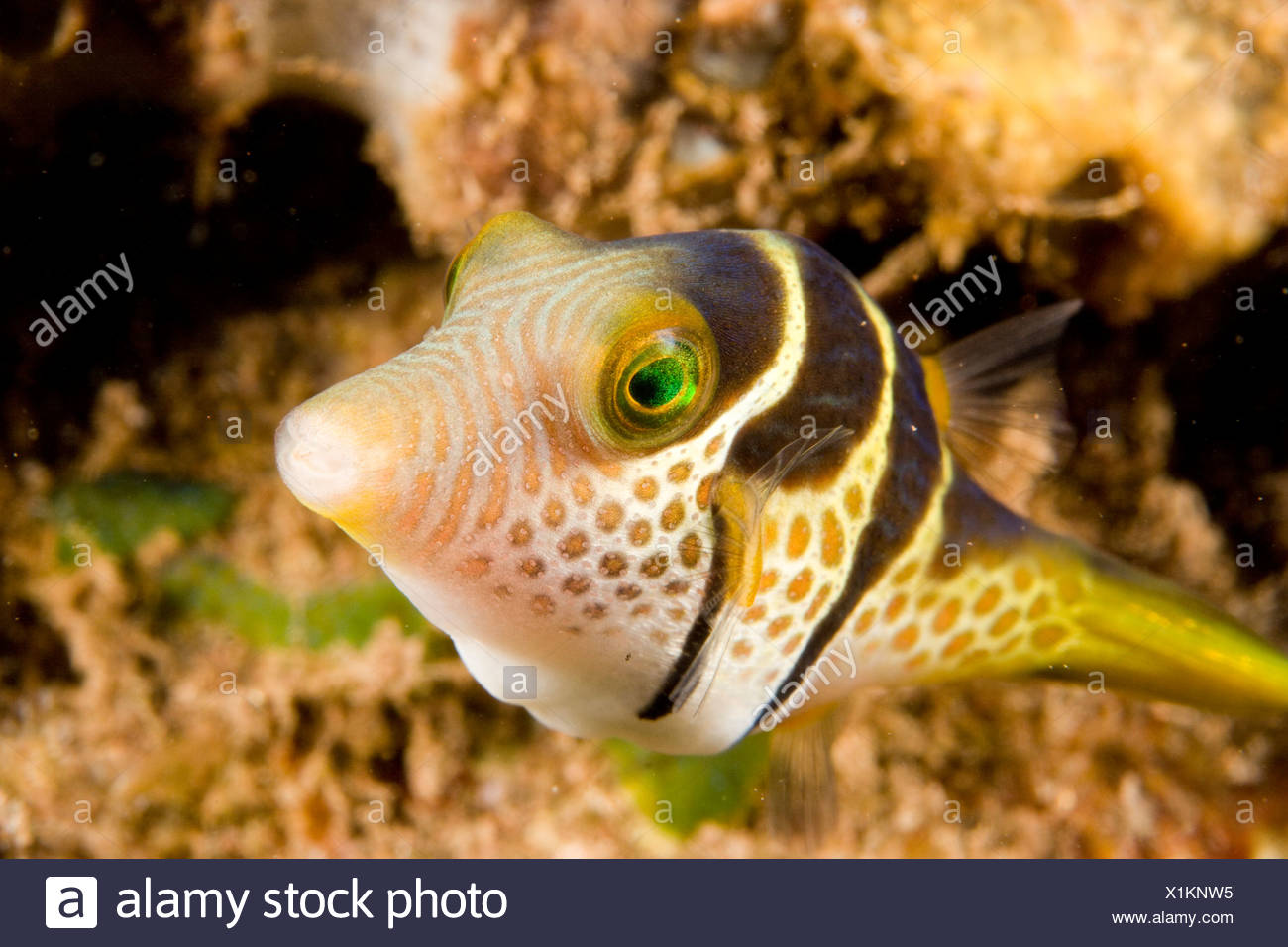 Toby Stock Photos & Toby Stock Images - Alamy