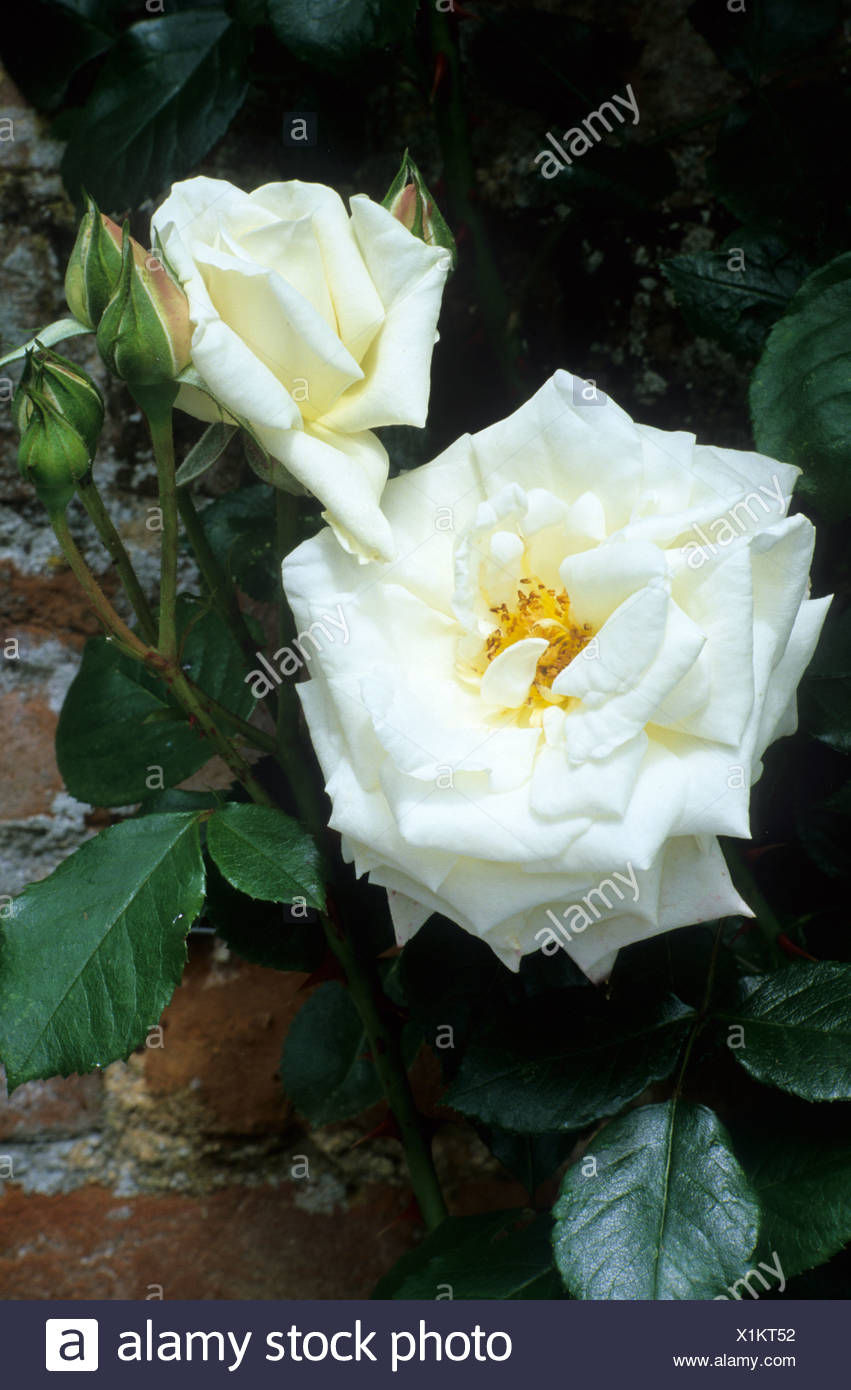 White Cockade High Resolution Stock Photography and Images - Alamy