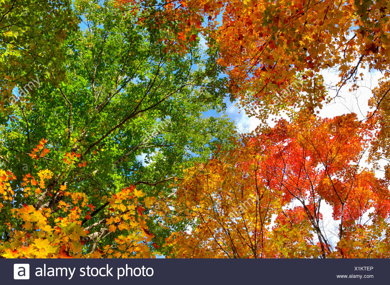 Maple Trees Canada Autumn Stock Photos & Maple Trees Canada Autumn ...
