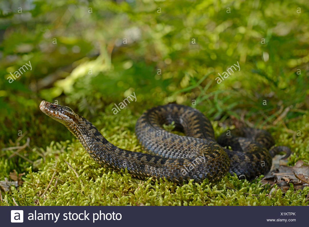 Scandinavian Snakes High Resolution Stock Photography and Images - Alamy