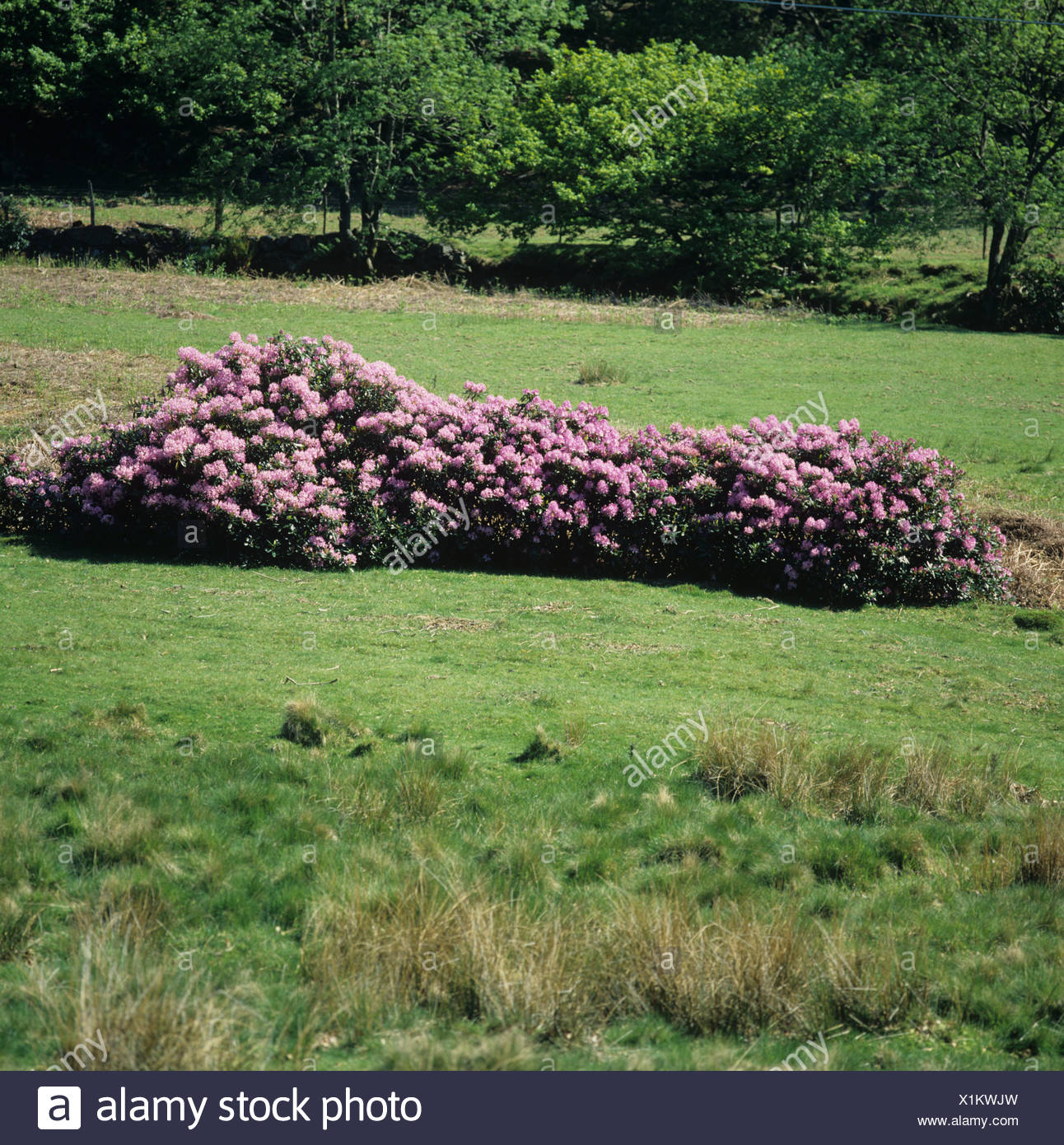 Rhododendron Ponticum Invasive Stock Photos & Rhododendron Ponticum ...