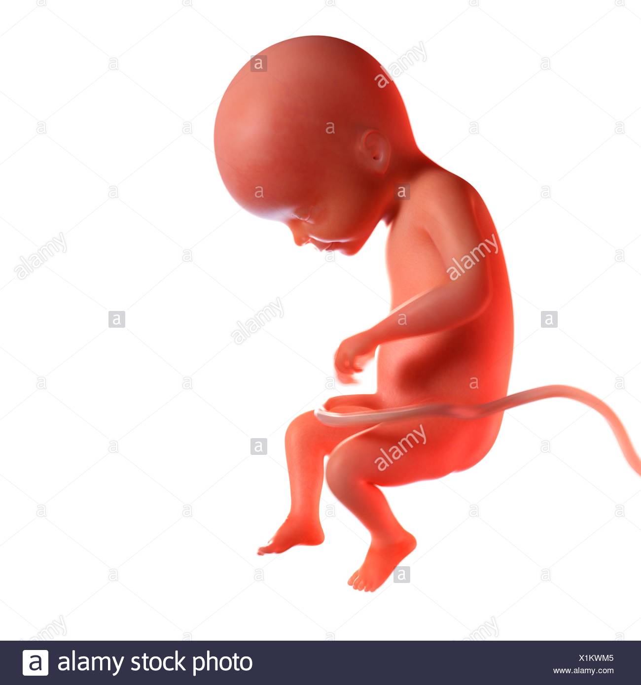 Fetus 22 Weeks Stock Photos & Fetus 22 Weeks Stock Images - Alamy