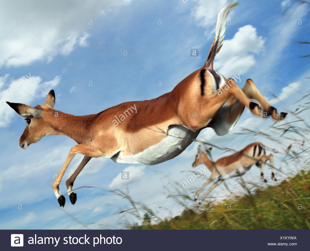 Antelope Jumping