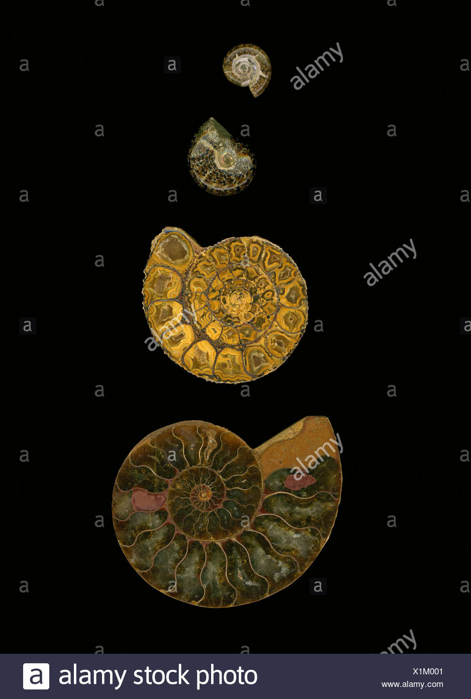 Fossilized Shells High Resolution Stock Photography and Images - Alamy