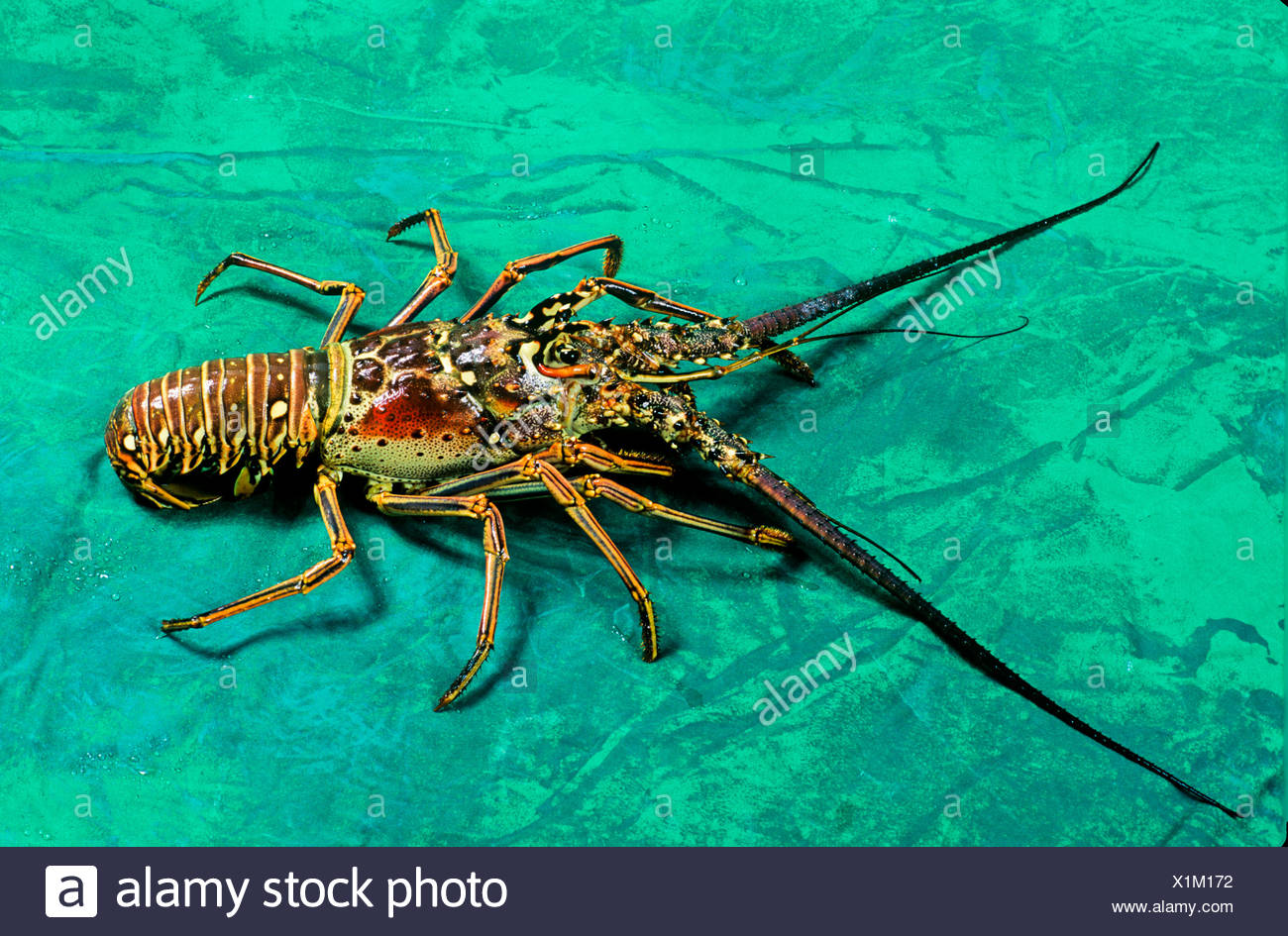 Argas High Resolution Stock Photography and Images - Alamy