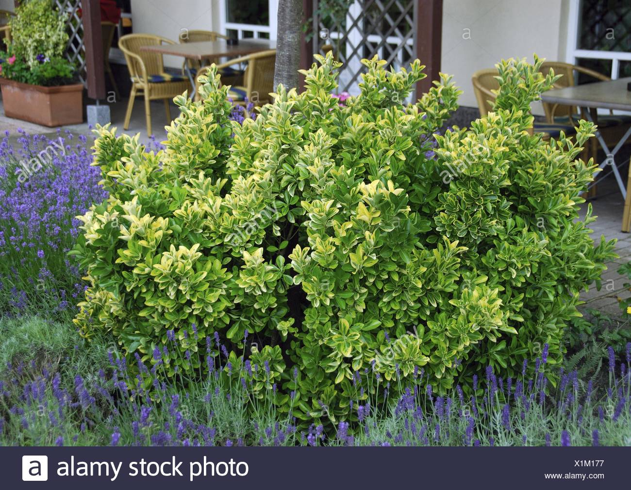 Euonymus Japonicus Ovatus Aureus High Resolution Stock Photography and ...