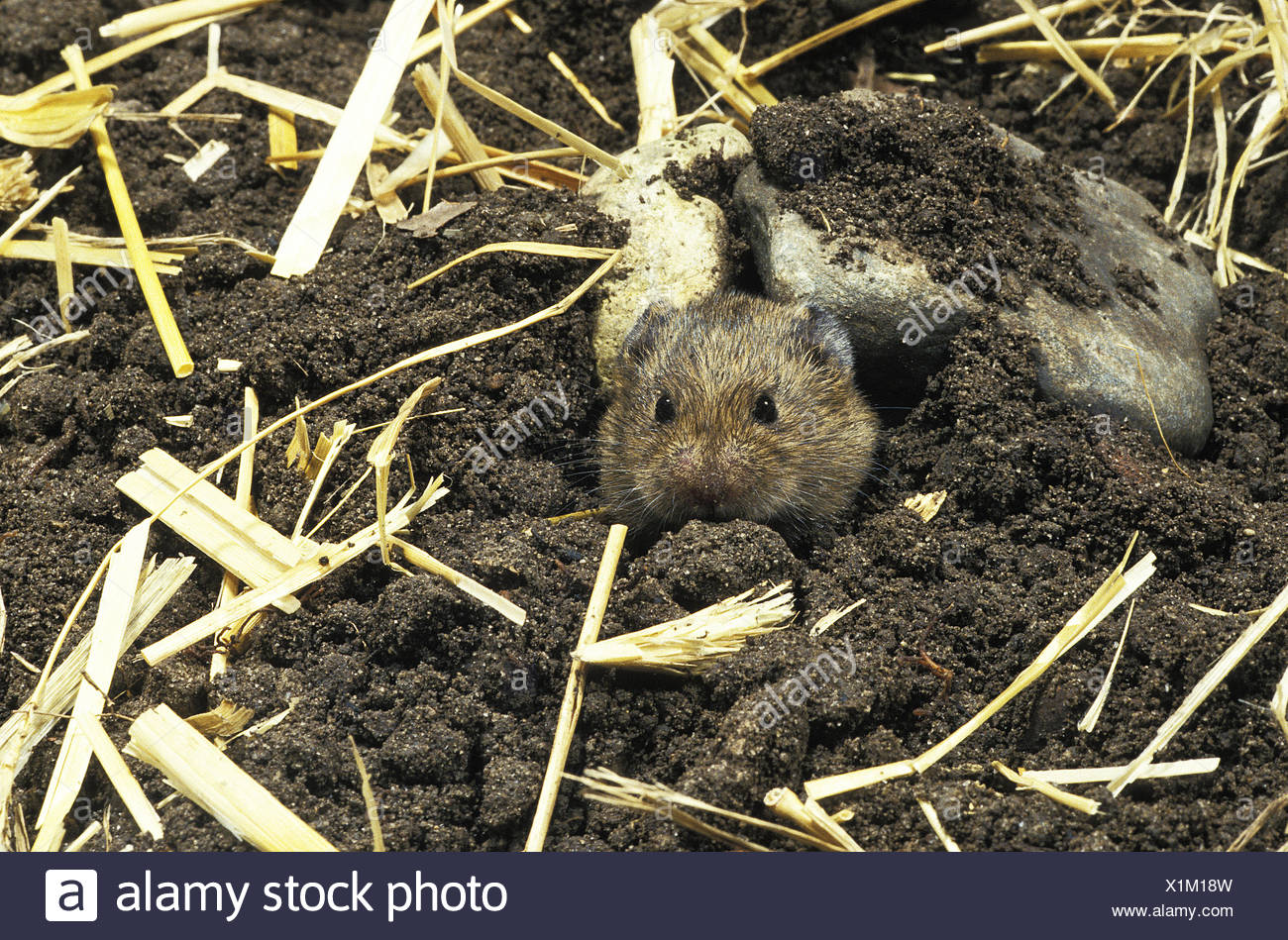 Common Vole Microtus Arvalis High Resolution Stock Photography and ...