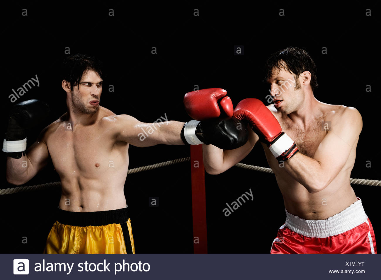 Boxers Face To Face High Resolution Stock Photography and Images - Alamy