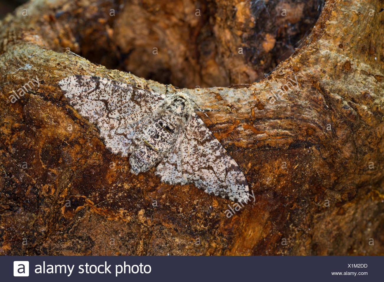 Peppered Moths High Resolution Stock Photography and Images - Alamy