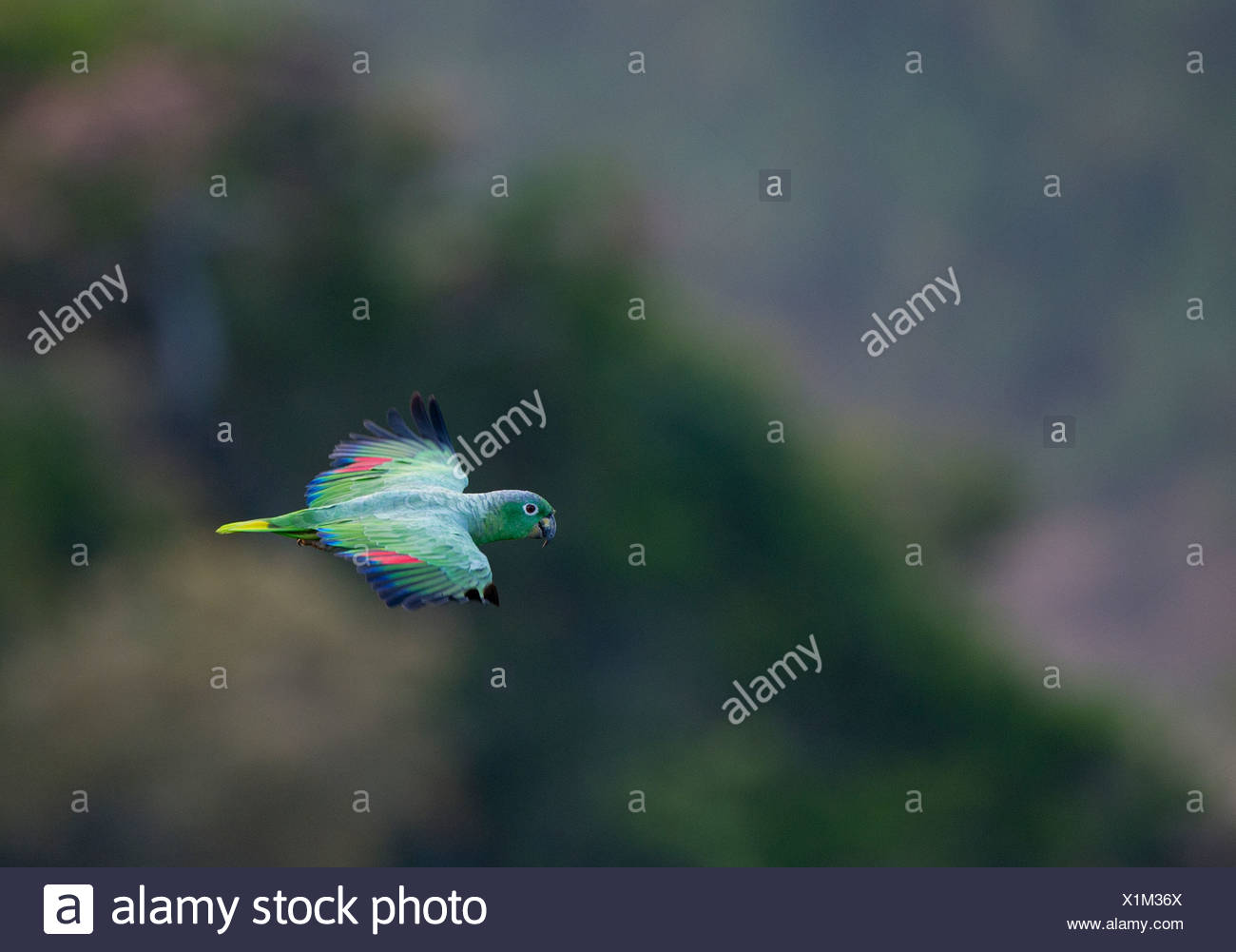 Parrots Amazon Rainforest High Resolution Stock Photography and Images ...