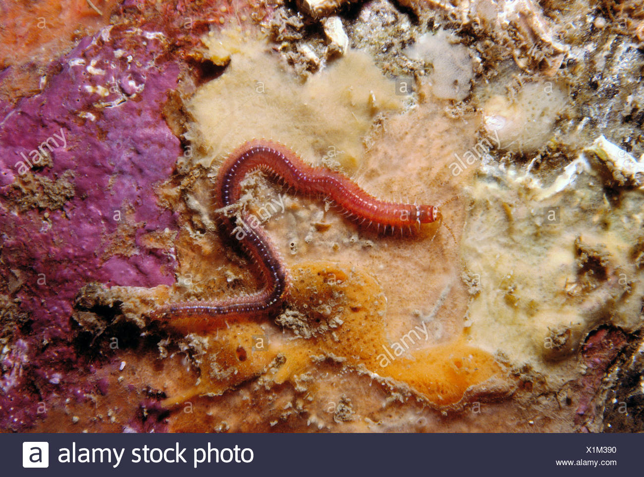 Eunicidae High Resolution Stock Photography and Images - Alamy