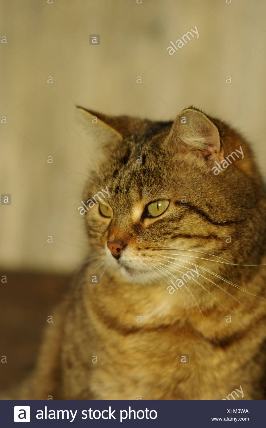 Cat In Sun Stock Photos & Cat In Sun Stock Images - Alamy
