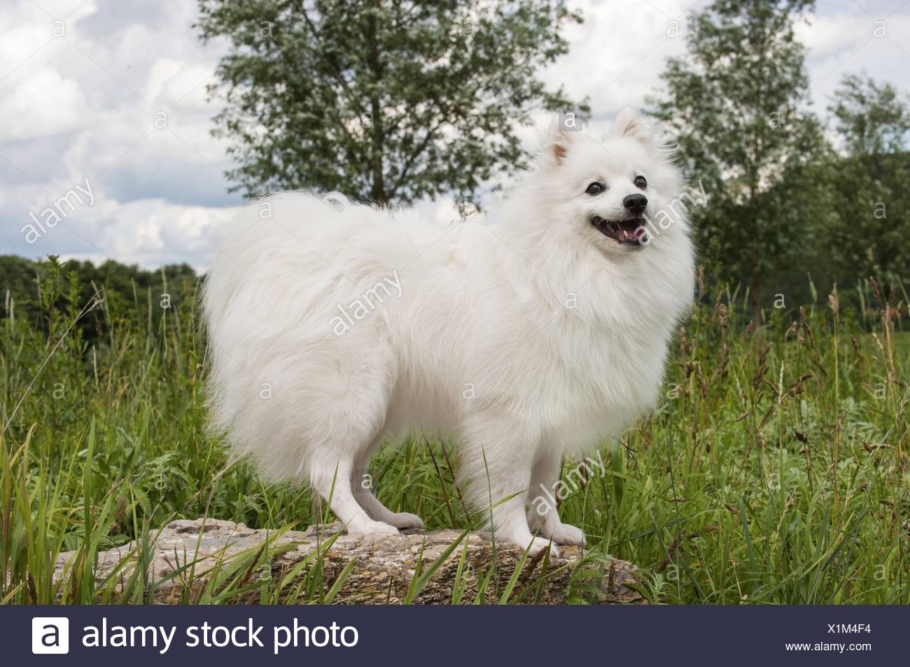 Adult Pomeranian Stock Photos & Adult Pomeranian Stock Images - Alamy