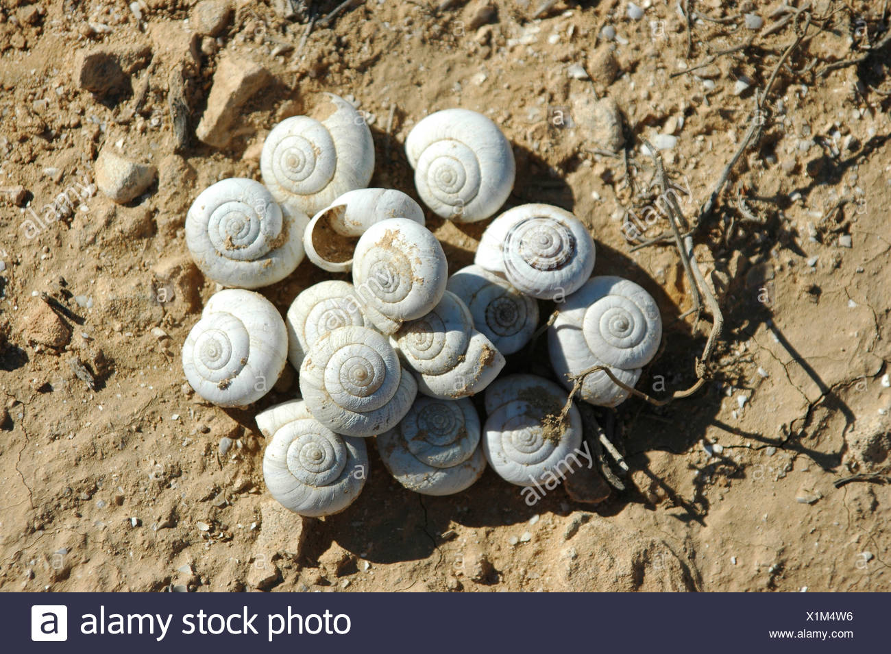 Desert Snail High Resolution Stock Photography and Images - Alamy