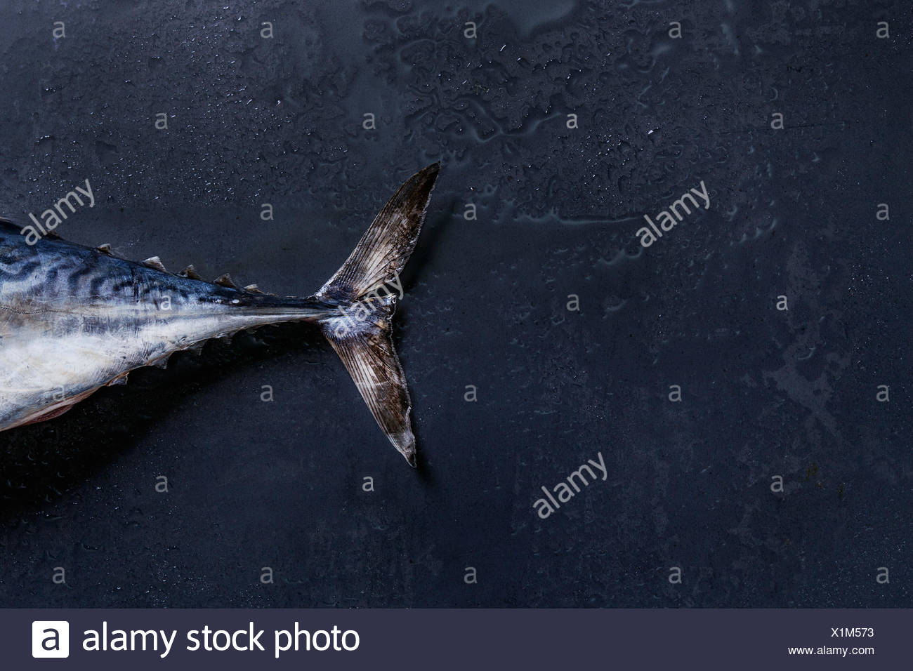 Wet Tail High Resolution Stock Photography and Images - Alamy