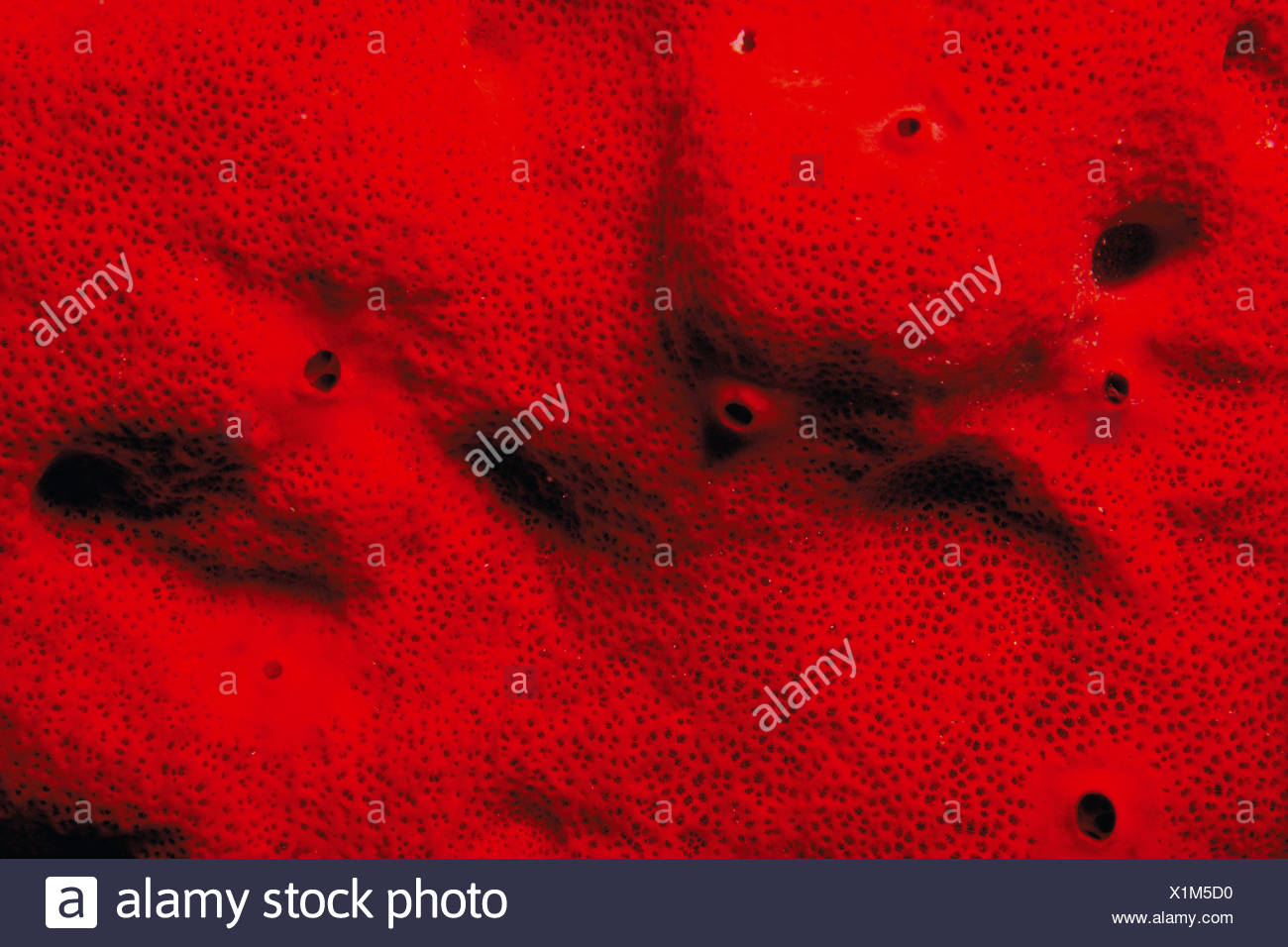 Cliona High Resolution Stock Photography and Images - Alamy