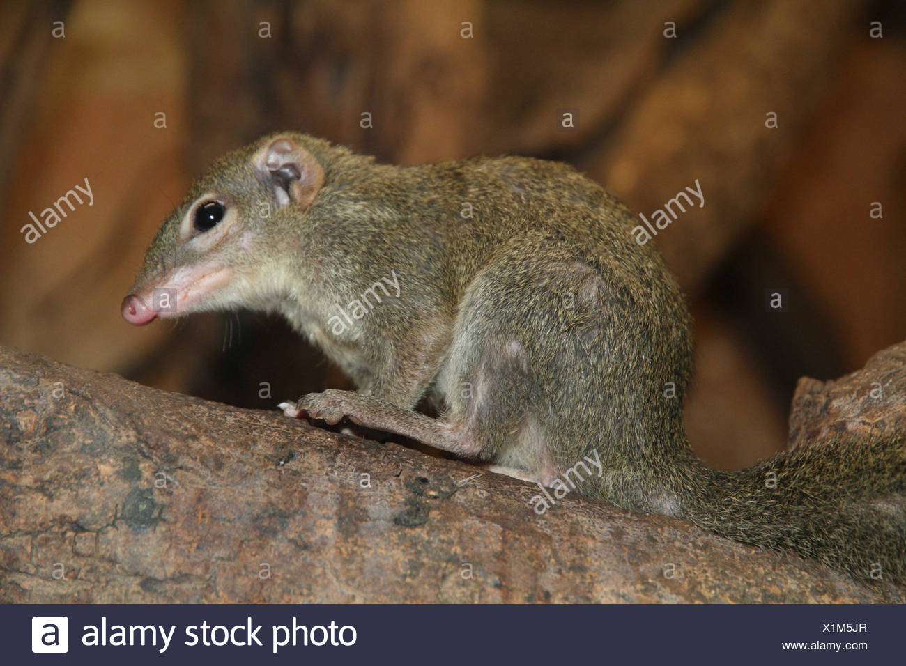 Treeshrew High Resolution Stock Photography and Images - Alamy
