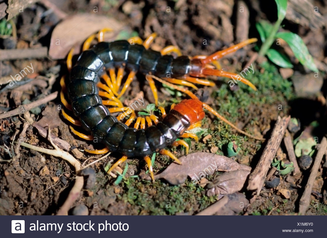 Fire Bug Stock Photos & Fire Bug Stock Images - Alamy