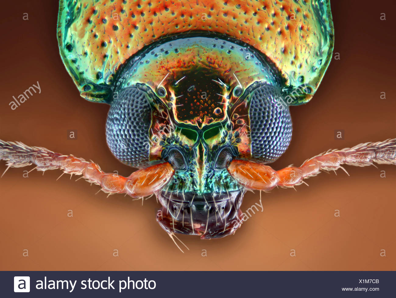 Skeleton Leaf Beetle High Resolution Stock Photography and Images - Alamy