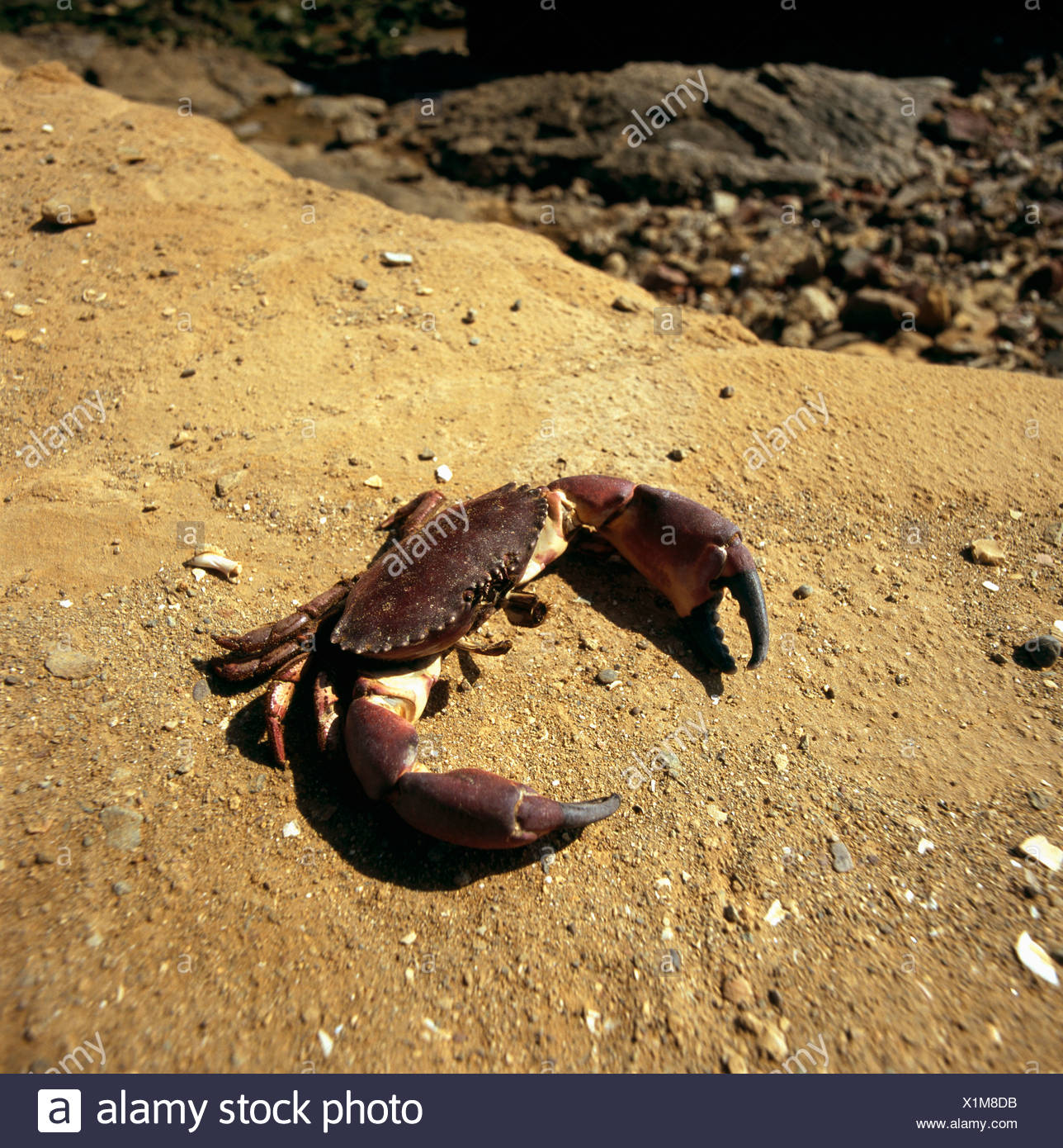 Crab In Peru Stock Photos & Crab In Peru Stock Images - Alamy