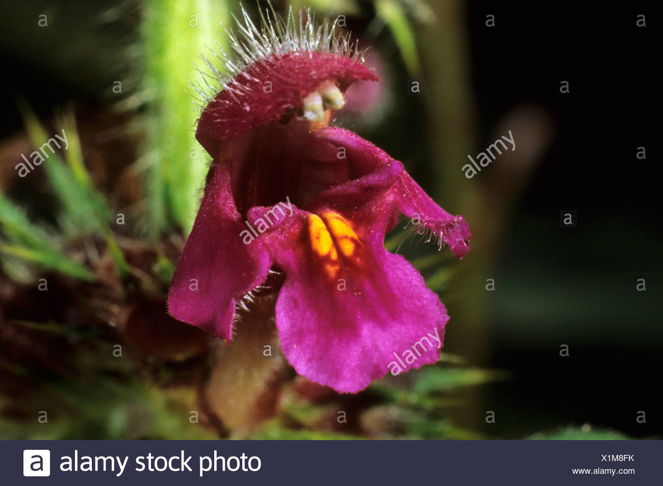 Family Labiatae Lamiaceae High Resolution Stock Photography and Images ...