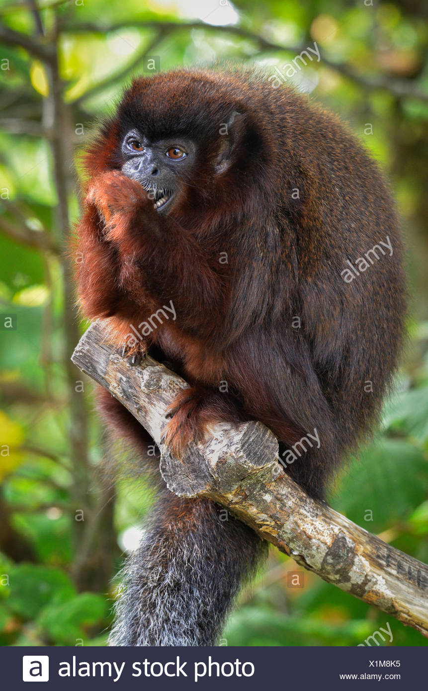 Titi Monkey High Resolution Stock Photography and Images - Alamy