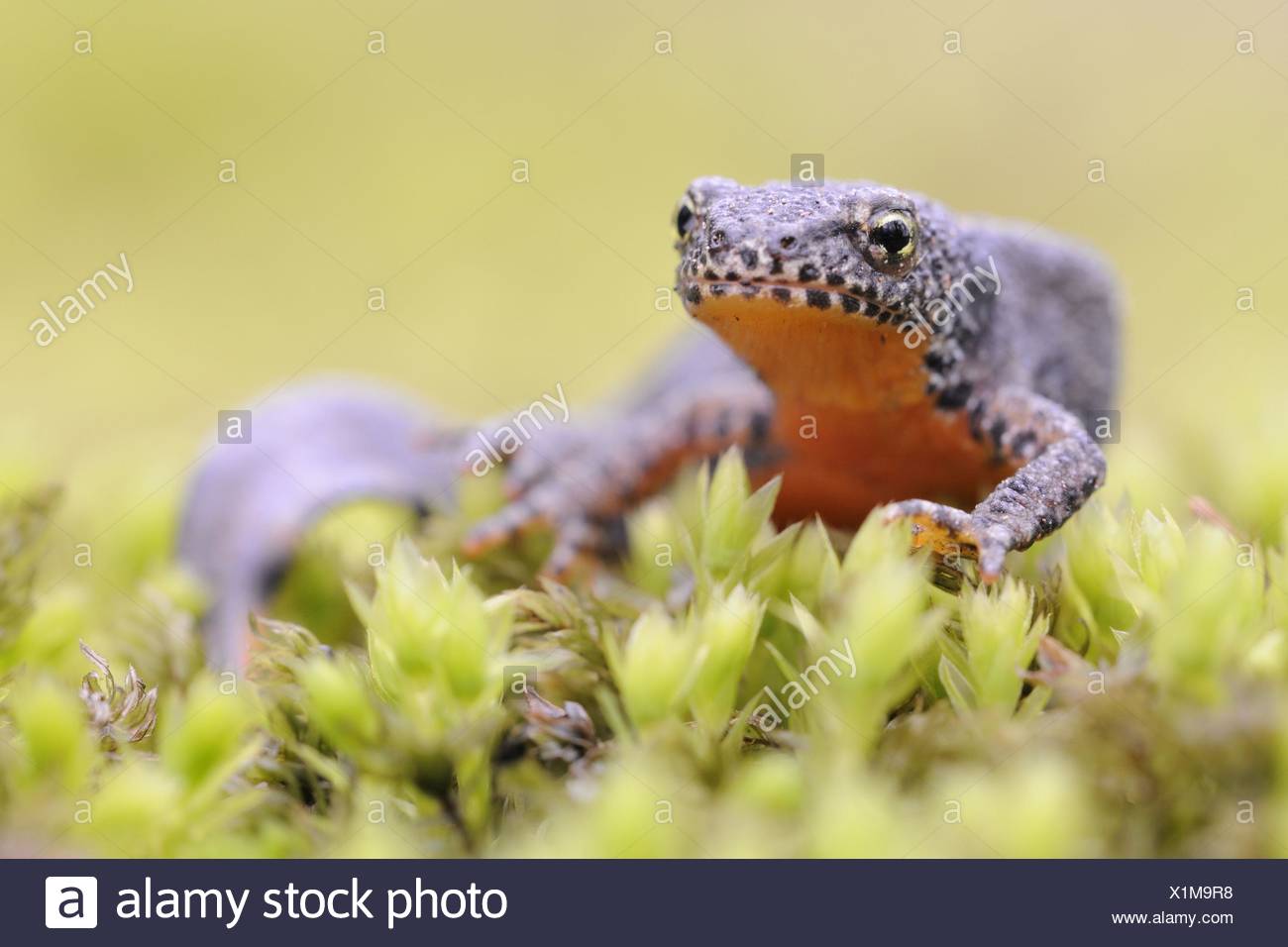 Alpine Salamanders High Resolution Stock Photography and Images - Alamy