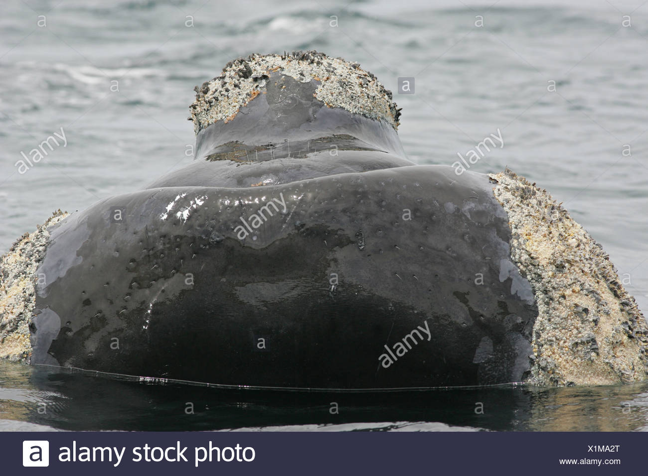Whale Lice High Resolution Stock Photography and Images - Alamy