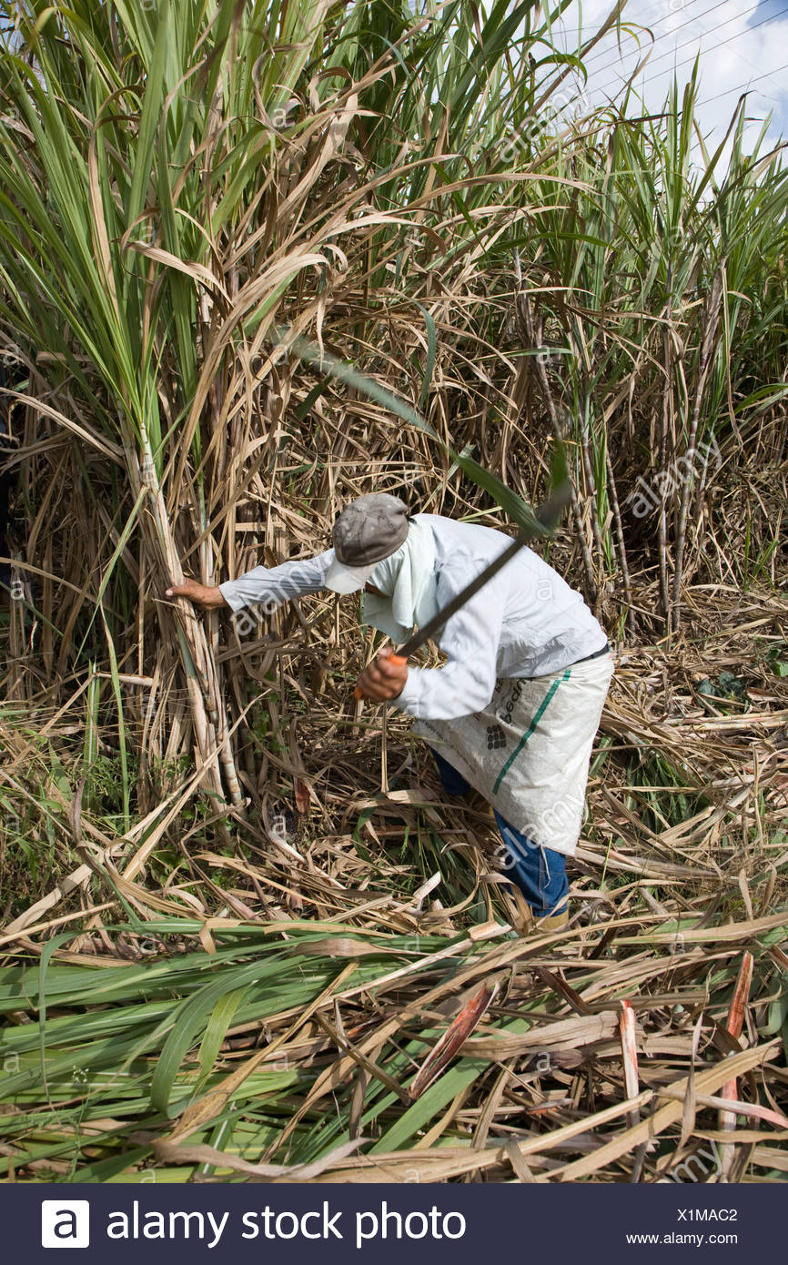 Sugar Cane Man Cutting Cane Stock Photos & Sugar Cane Man Cutting Cane ...