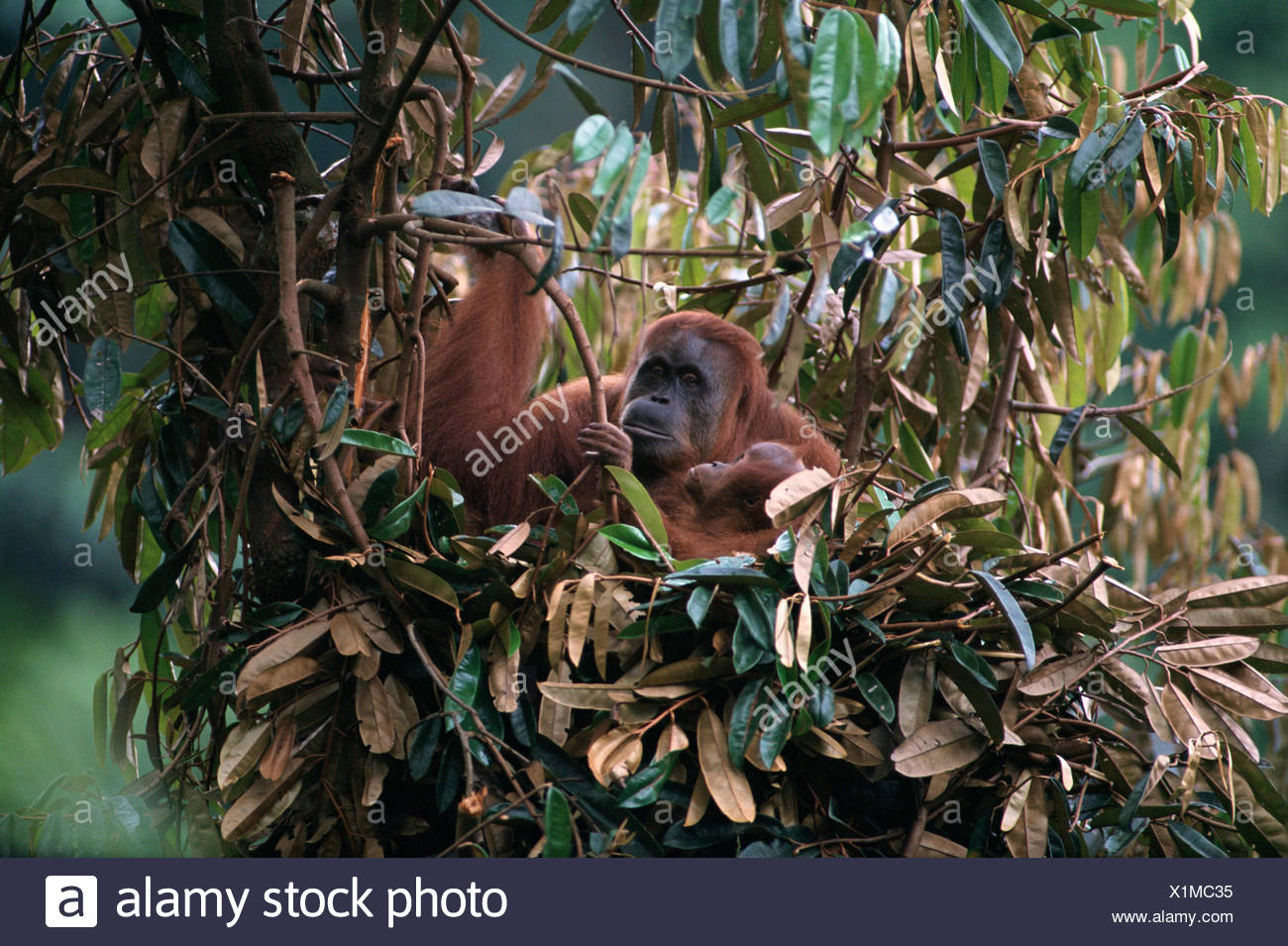 Orangutan Reproduction High Resolution Stock Photography and Images - Alamy