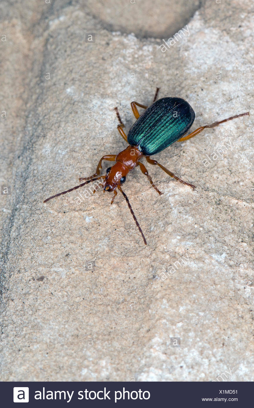 Bombardier Beetle High Resolution Stock Photography and Images - Alamy