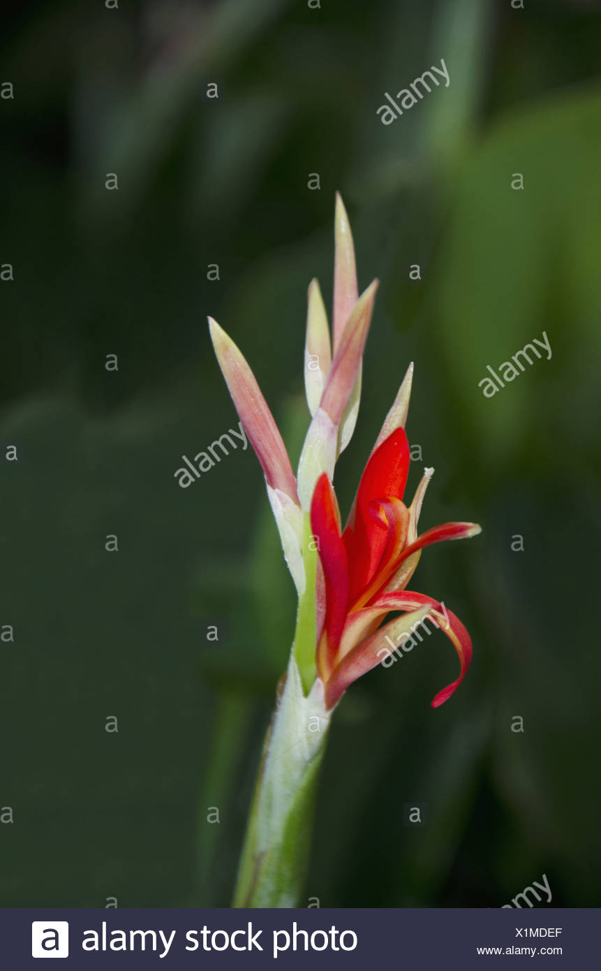 Canna Lily Stock Photos & Canna Lily Stock Images - Alamy