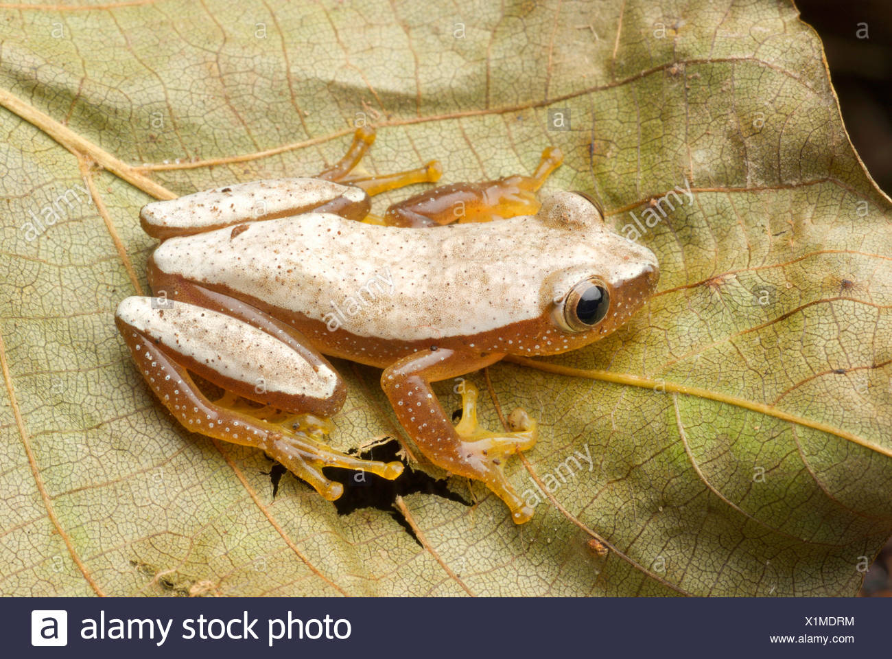 Afrixalus High Resolution Stock Photography and Images - Alamy