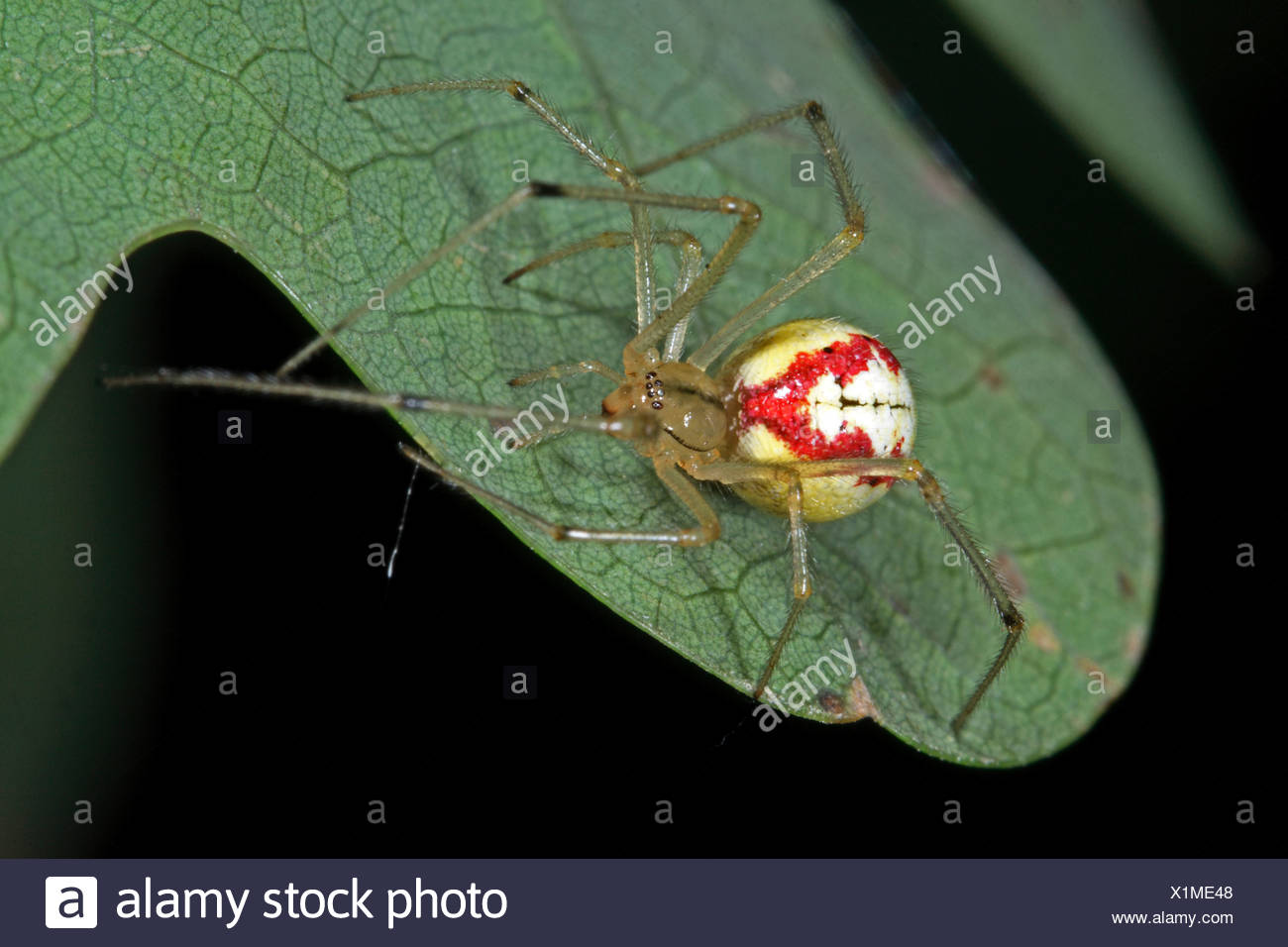 Red And White Spider Enoplognatha Ovata Stock Photos & Red And White ...