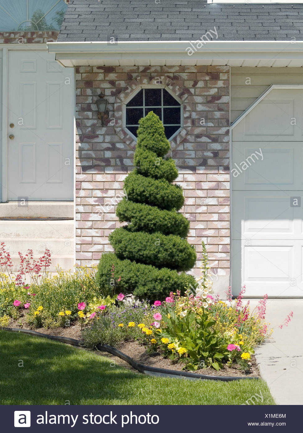 Picea Glauca Conica Stock Photos & Picea Glauca Conica Stock Images - Alamy