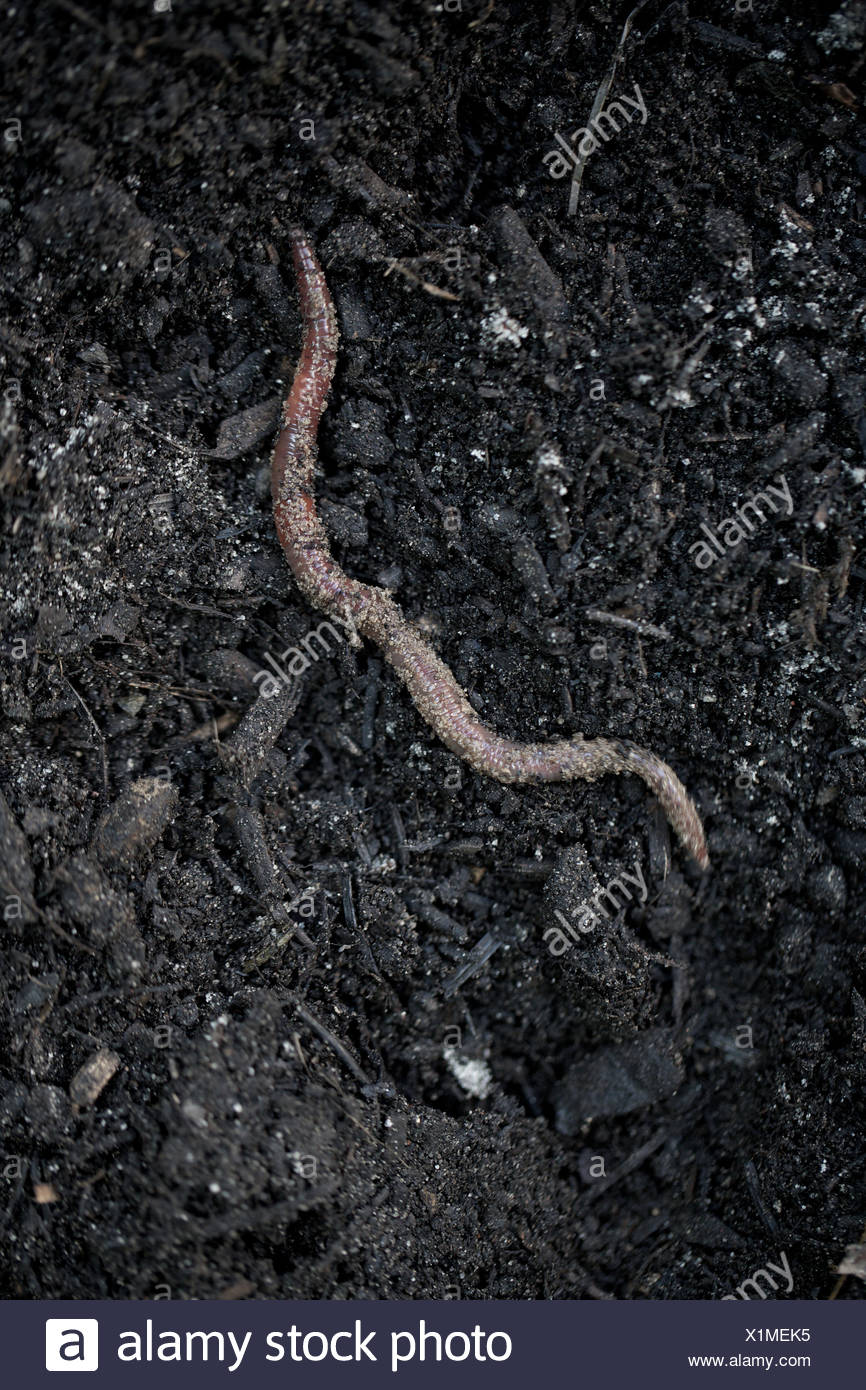 Worm Earthworm Stock Photos & Worm Earthworm Stock Images - Alamy