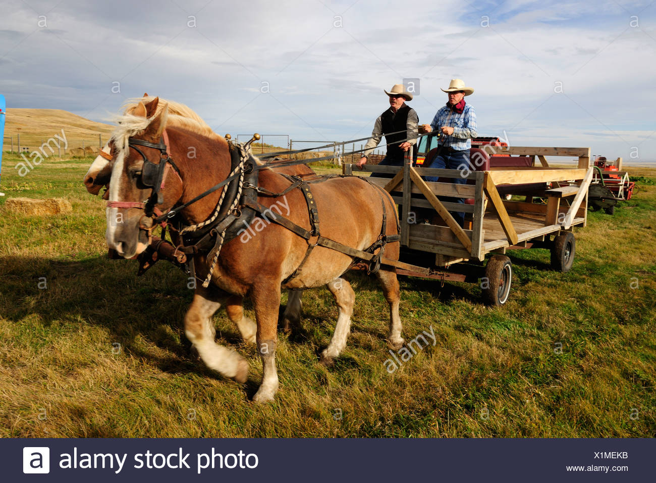 Horse Drawn Carriage With Two Horses Stock Photos & Horse Drawn ...