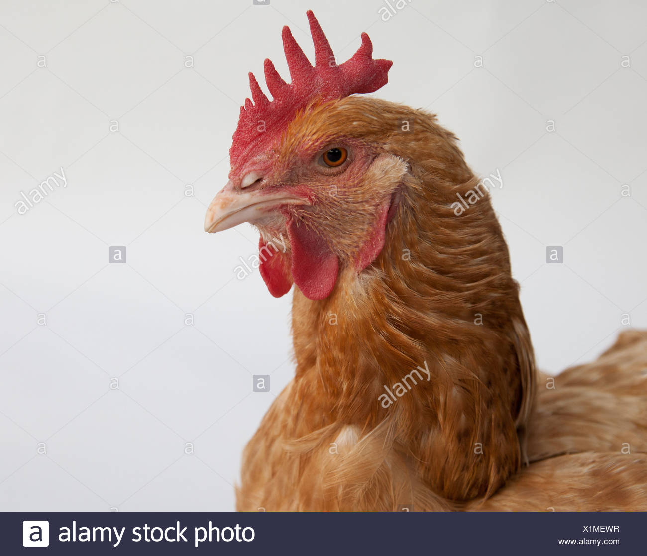 Chicken Close Up Face High Resolution Stock Photography and Images - Alamy